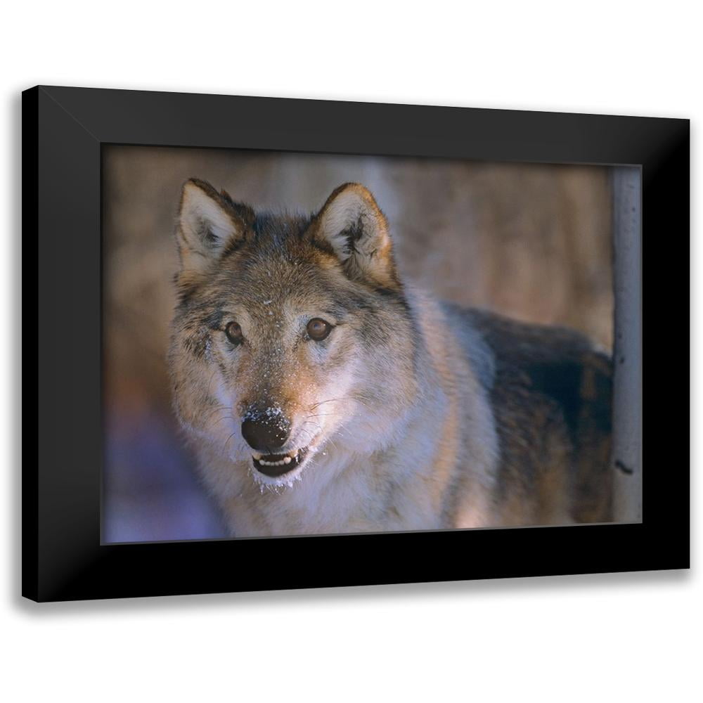 Fitzharris, Tim 24x19 Black Modern Framed Museum Art Print Titled - Gray wolf - Walmart.com
