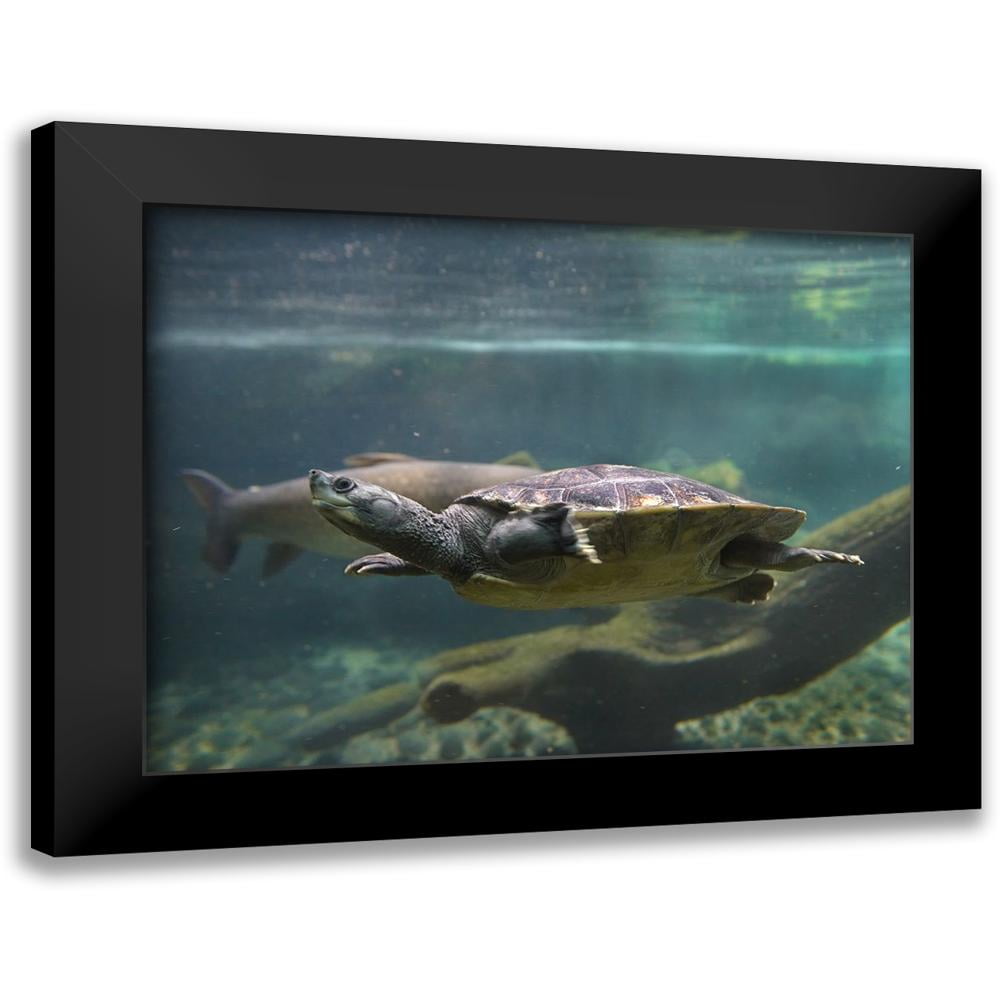 Fitzharris, Tim 24x19 Black Modern Framed Museum Art Print Titled ...