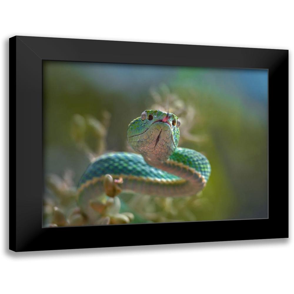 Fitzharris, Tim 24x19 Black Modern Framed Museum Art Print Titled ...