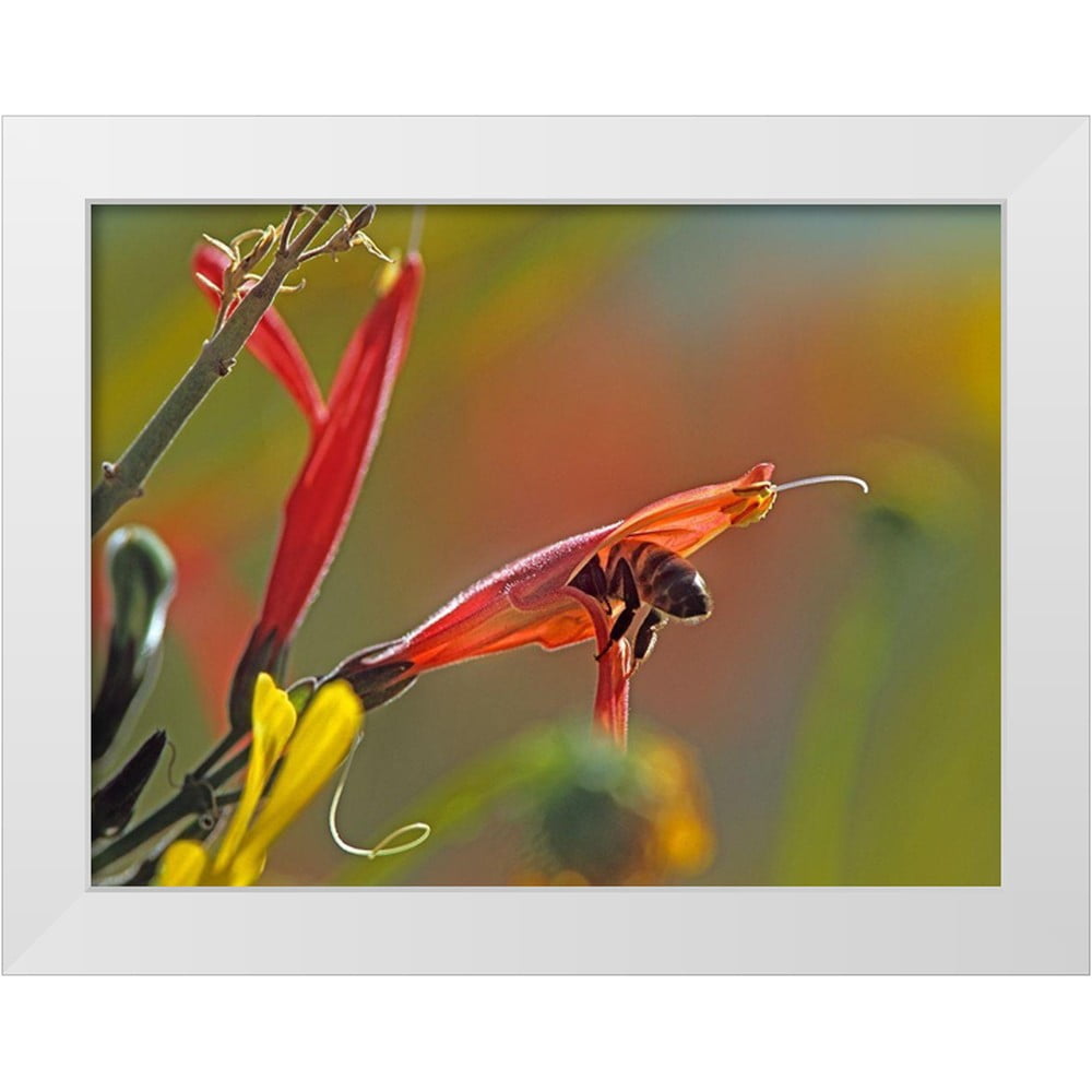 Fitzharris, Tim 24x19 White Modern Wood Framed Museum Art Print Titled ...