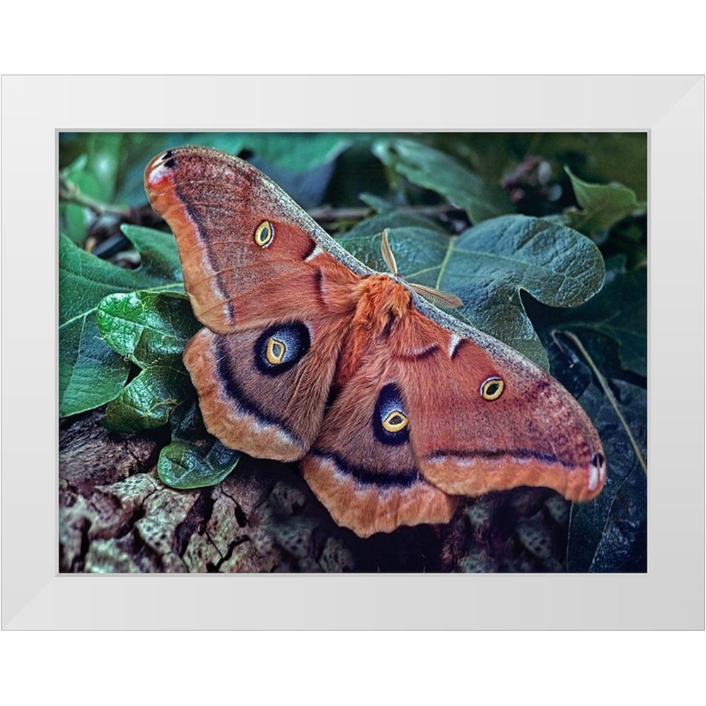 Fitzharris, Tim 24x19 White Modern Wood Framed Museum Art Print Titled ...