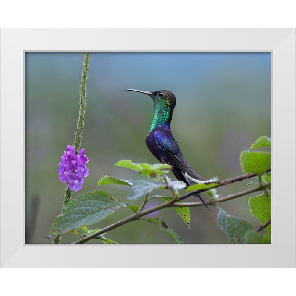 Fitzharris, Tim 24x20 White Modern Wood Framed Museum Art Print Titled ...