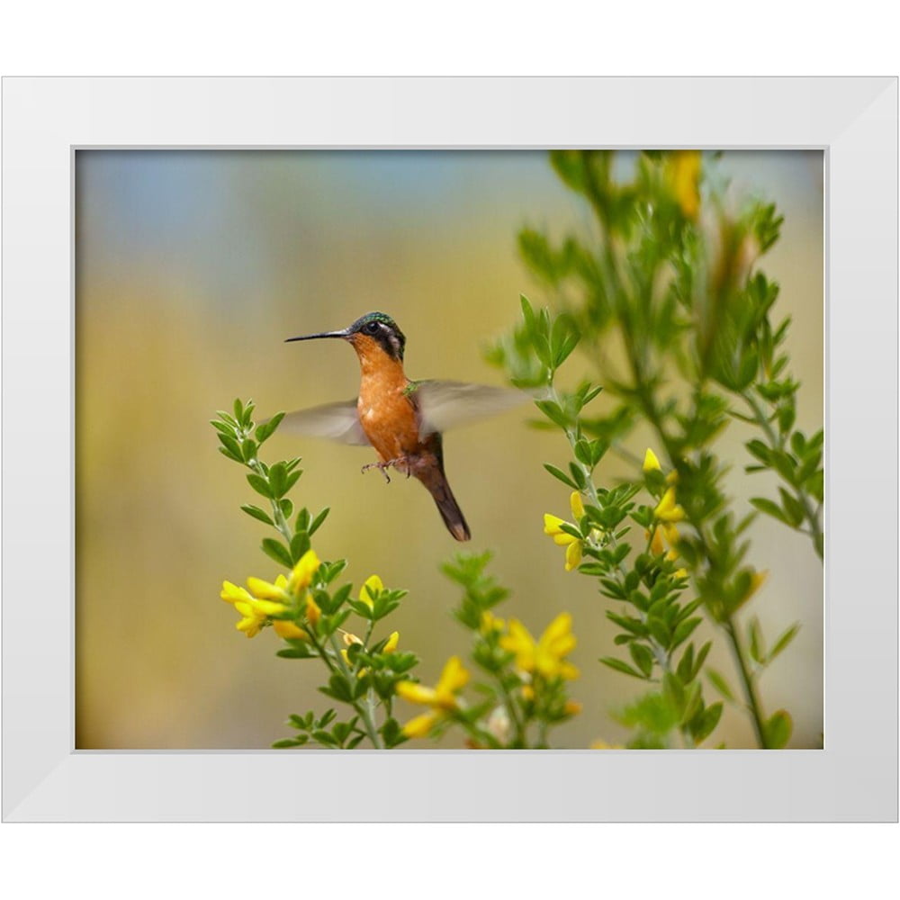 Fitzharris, Tim 24x20 White Modern Wood Framed Museum Art Print Titled ...