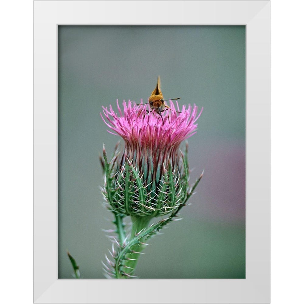 Fitzharris, Tim 25x32 White Modern Wood Framed Museum Art Print Titled ...