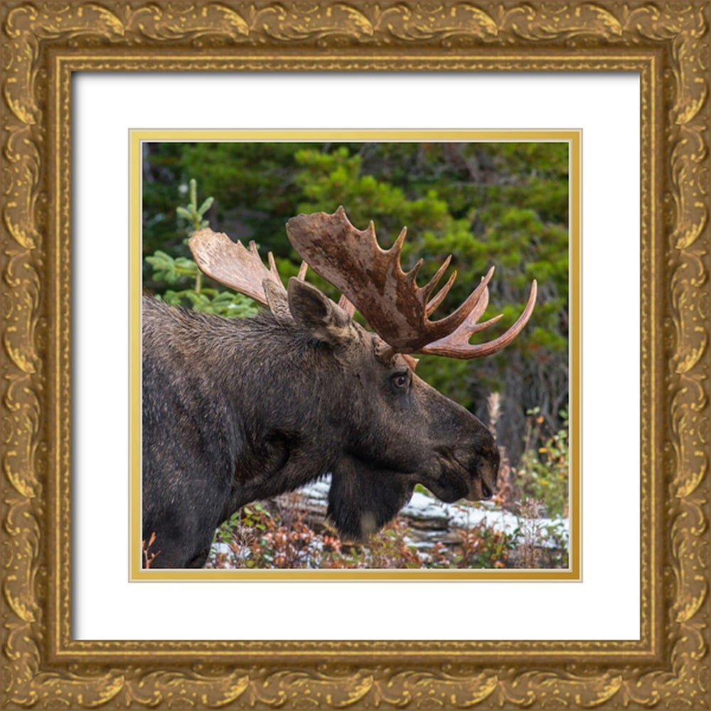 Fitzharris, Tim 26x26 Gold Ornate Wood Framed with Double Matting ...