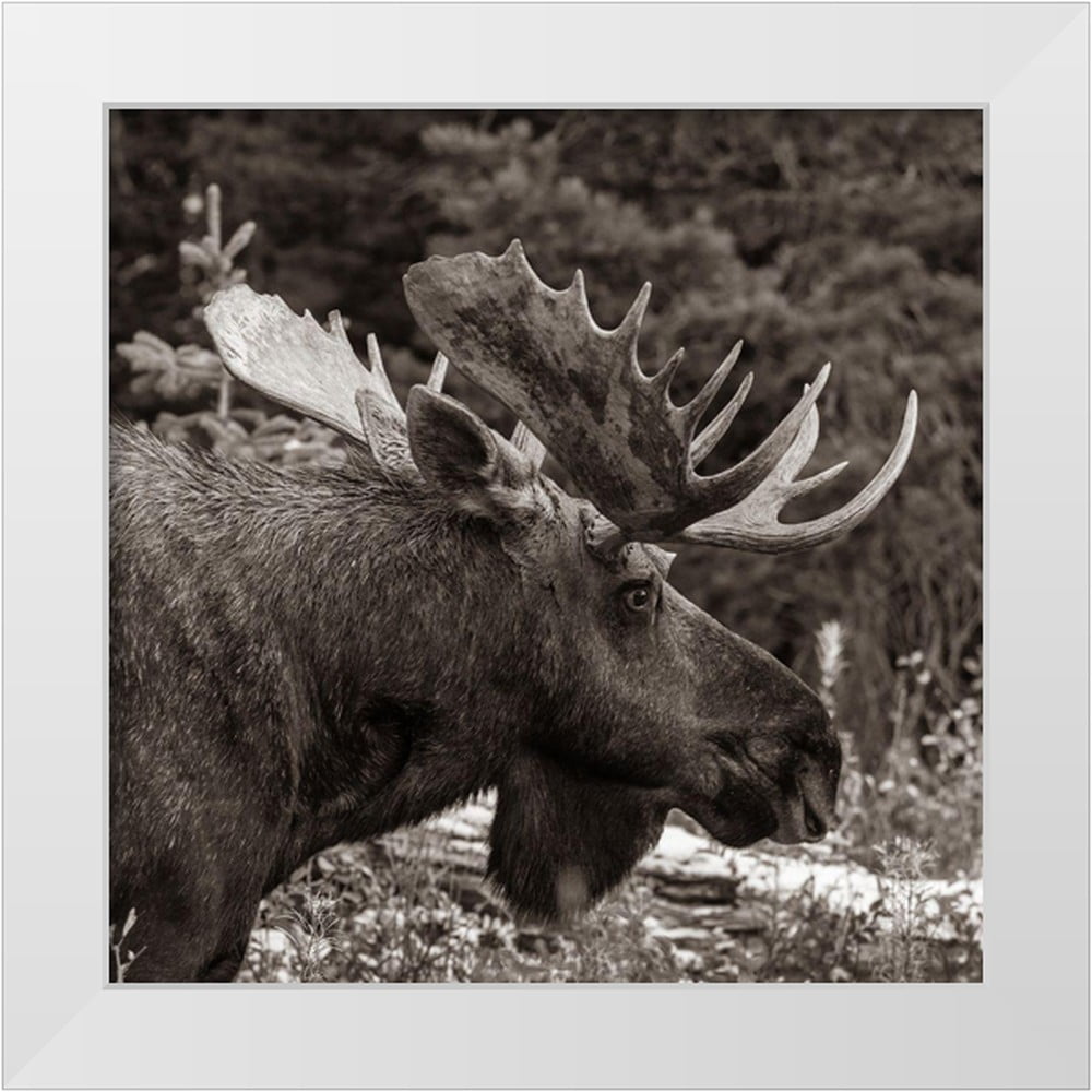 Fitzharris, Tim 26x26 White Modern Wood Framed Museum Art Print Titled ...