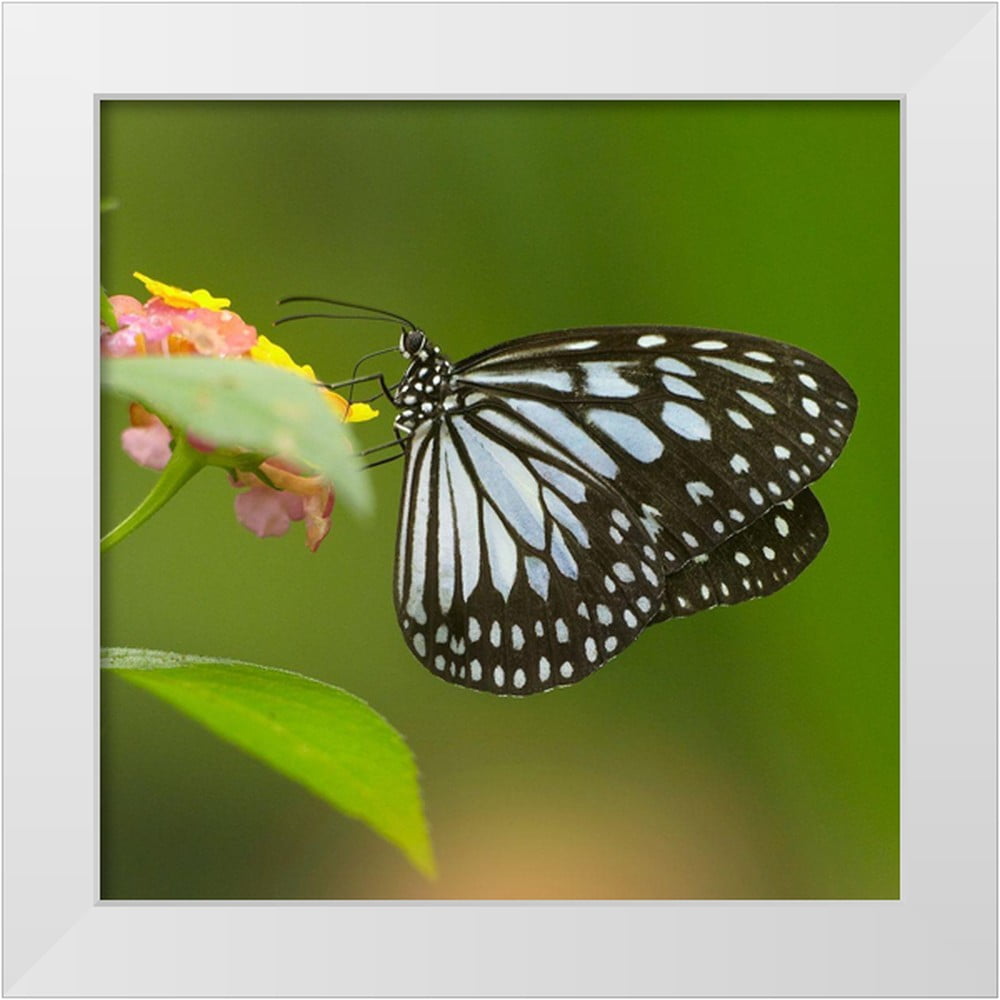 Fitzharris, Tim 26x26 White Modern Wood Framed Museum Art Print Titled - White tree nymph ...