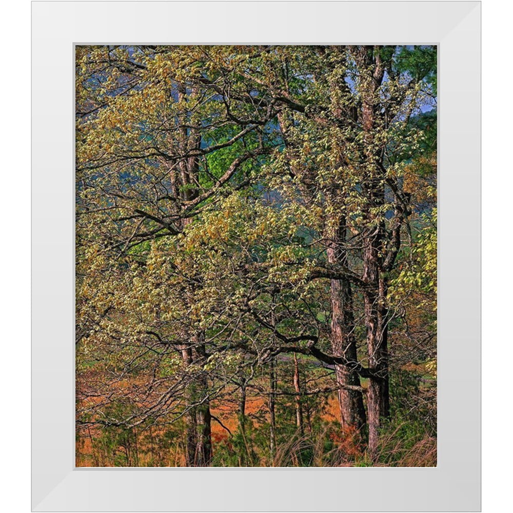 Fitzharris, Tim 26x30 White Modern Wood Framed Museum Art Print Titled - Cades Cove-Great Smoky ...