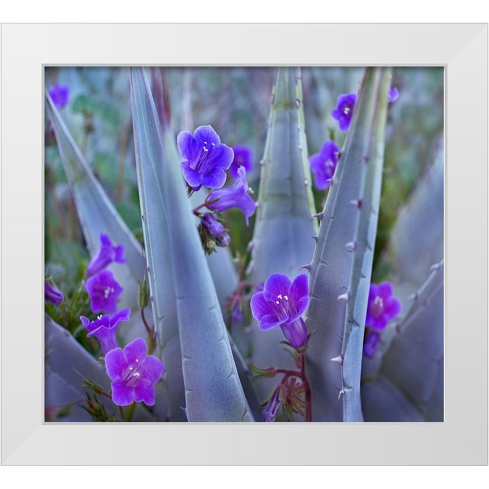 Fitzharris, Tim 29x26 White Modern Wood Framed Museum Art Print Titled - Blue Phacelia and Agave ...