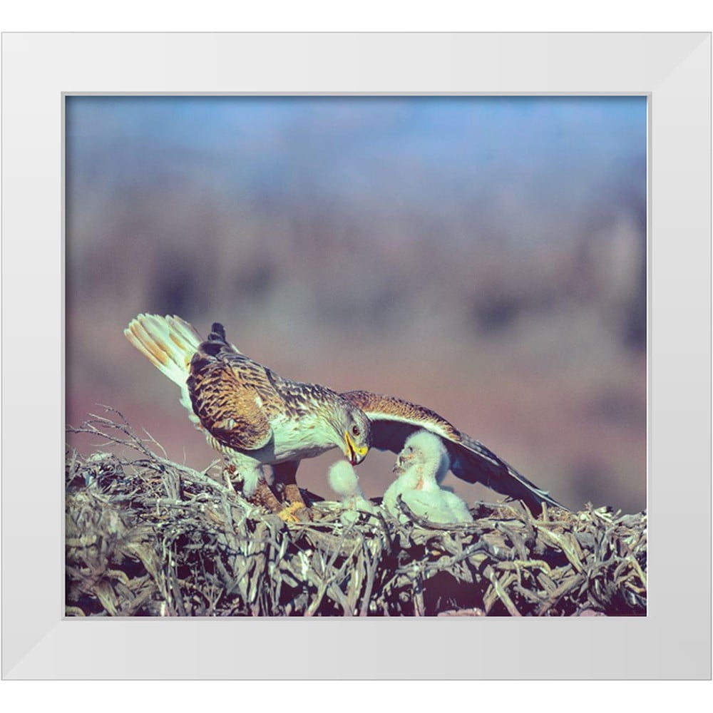Fitzharris, Tim 29x26 White Modern Wood Framed Museum Art Print Titled - Ferruginous Hawks ...