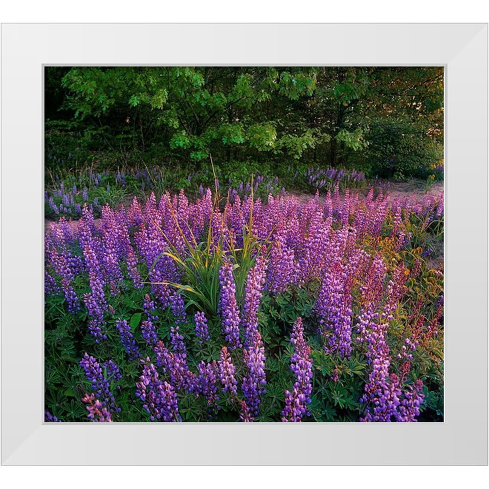 Fitzharris, Tim 29x26 White Modern Wood Framed Museum Art Print Titled - Lupines at West Beach ...