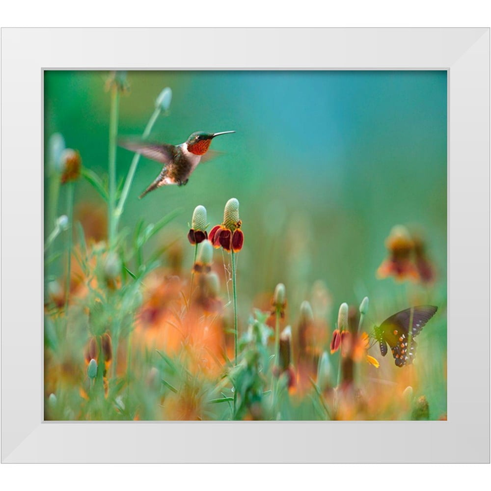 Fitzharris, Tim 29x26 White Modern Wood Framed Museum Art Print Titled - Ruby Throated ...