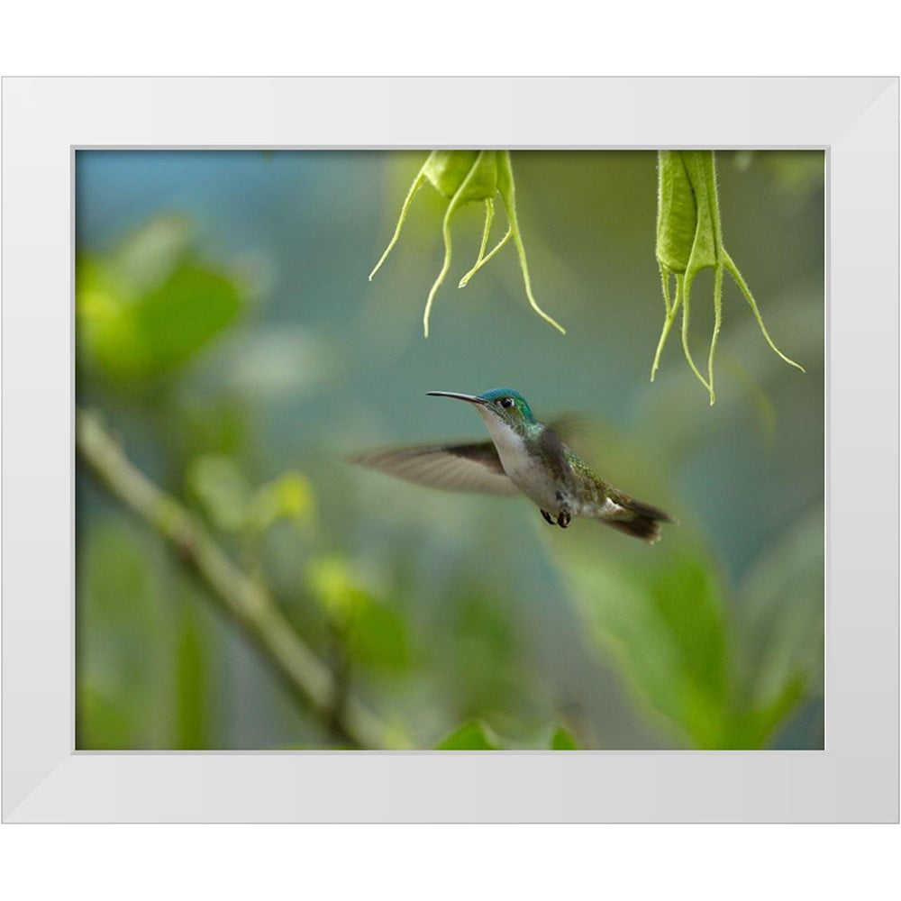 Fitzharris, Tim 31x26 White Modern Wood Framed Museum Art Print Titled ...