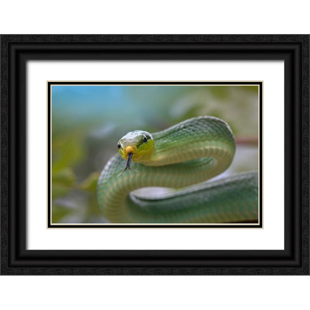 Fitzharris, Tim 32x23 Black Ornate Wood Framed with Double Matting ...