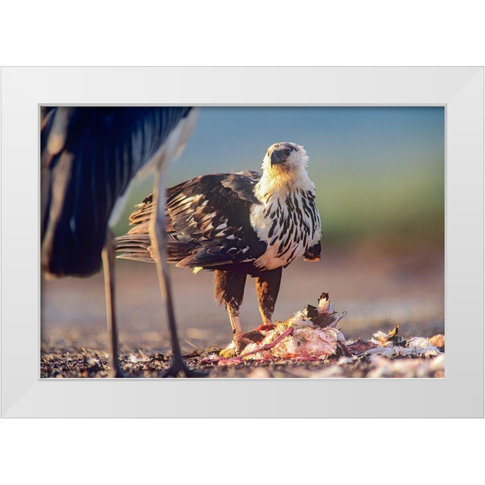 Fitzharris, Tim 32x23 White Modern Wood Framed Museum Art Print Titled ...