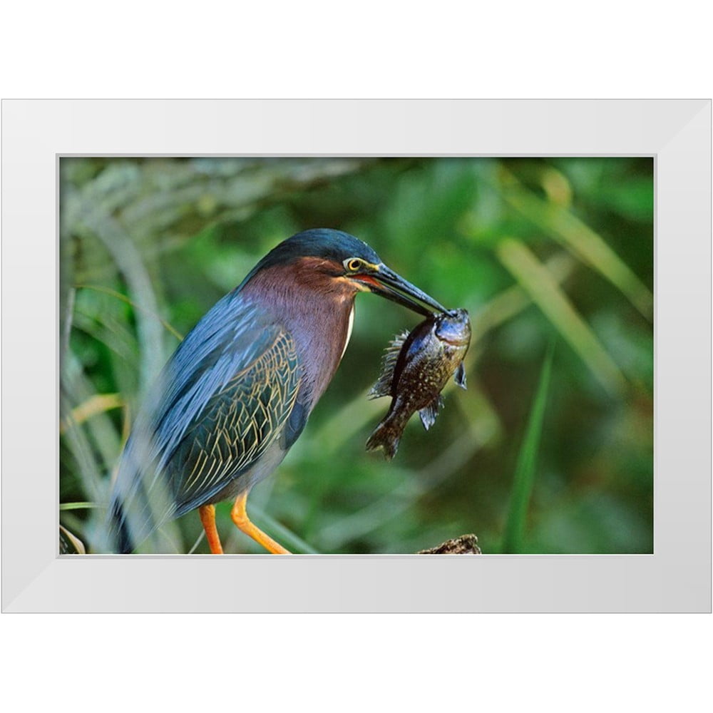 Fitzharris, Tim 32x23 White Modern Wood Framed Museum Art Print Titled ...