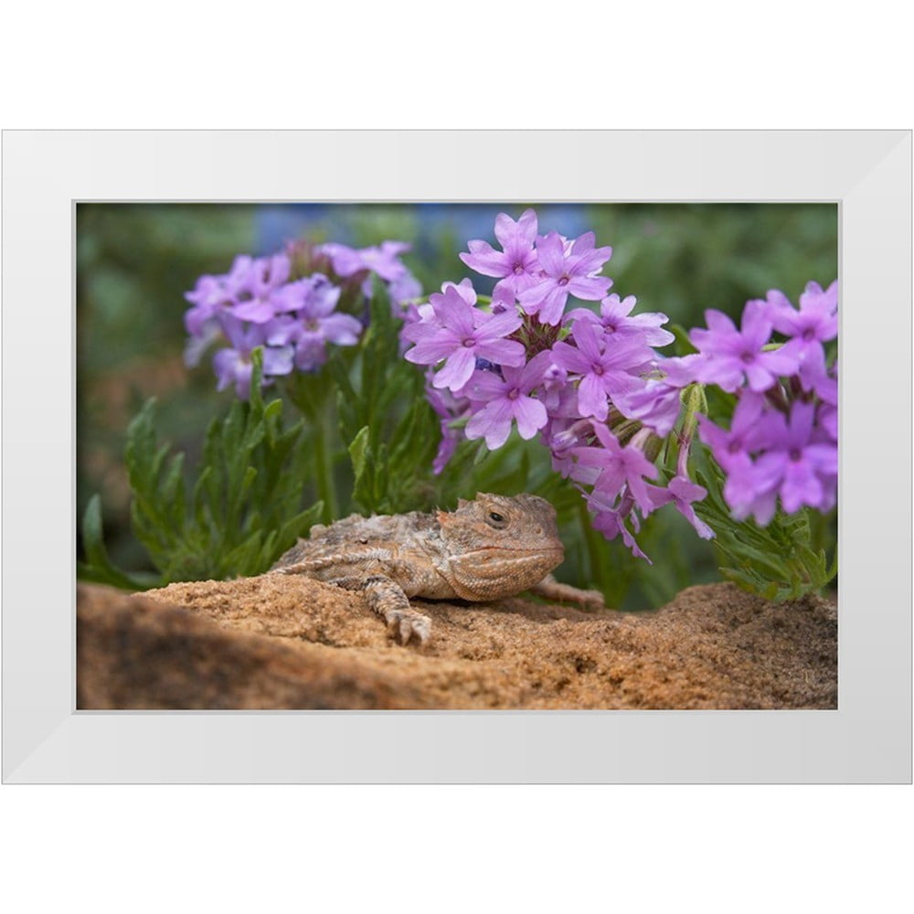 Fitzharris, Tim 32x23 White Modern Wood Framed Museum Art Print Titled ...
