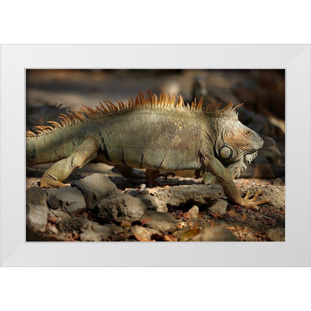 Fitzharris, Tim 32x23 White Modern Wood Framed Museum Art Print Titled ...