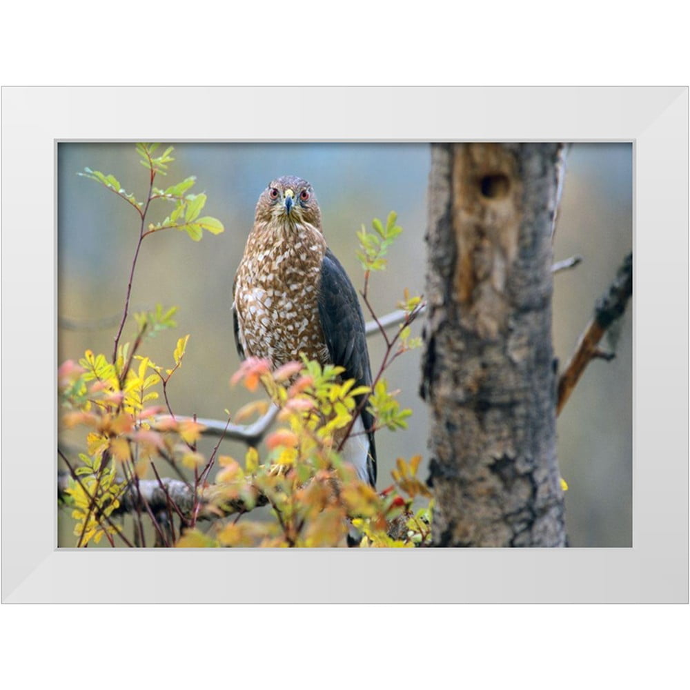 Fitzharris, Tim 32x24 White Modern Wood Framed Museum Art Print Titled ...