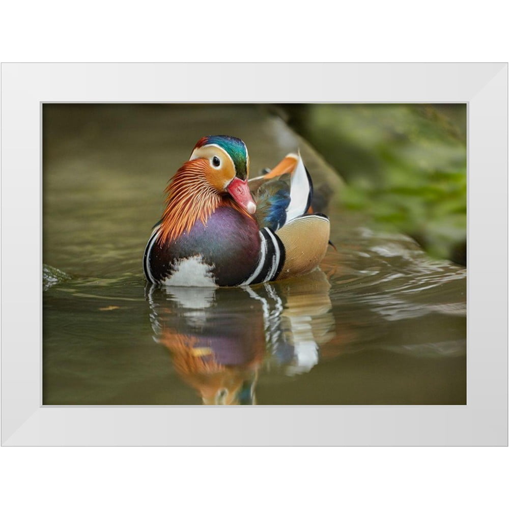 Fitzharris, Tim 32x24 White Modern Wood Framed Museum Art Print Titled ...