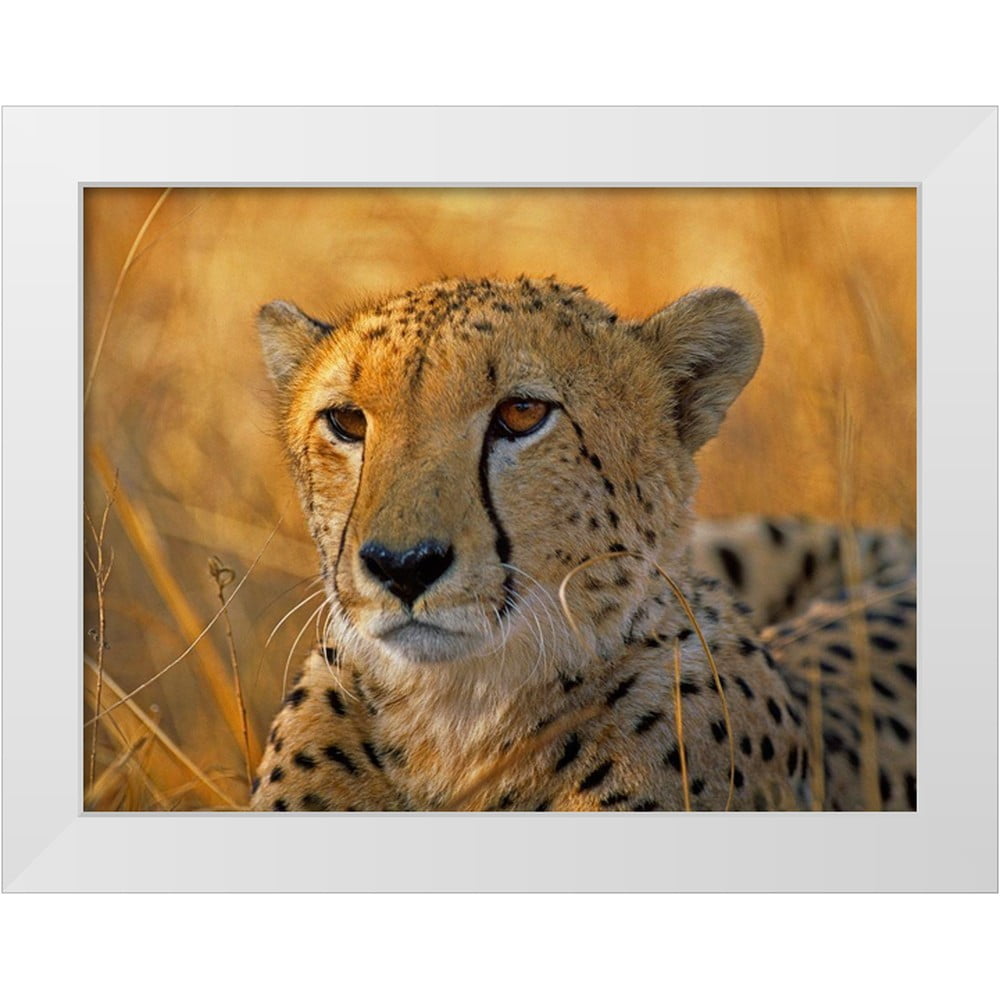 Fitzharris, Tim 32x25 White Modern Wood Framed Museum Art Print Titled ...