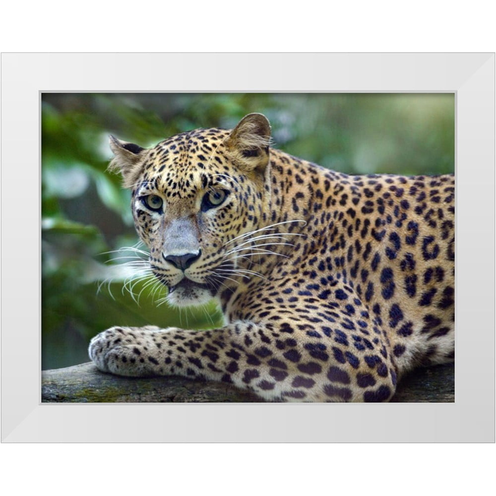 Fitzharris, Tim 32x25 White Modern Wood Framed Museum Art Print Titled ...