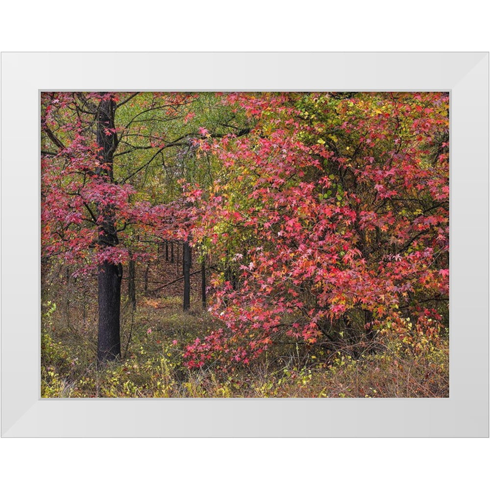 Fitzharris, Tim 32x25 White Modern Wood Framed Museum Art Print Titled ...