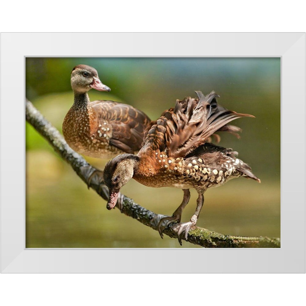 Fitzharris, Tim 32x25 White Modern Wood Framed Museum Art Print Titled ...