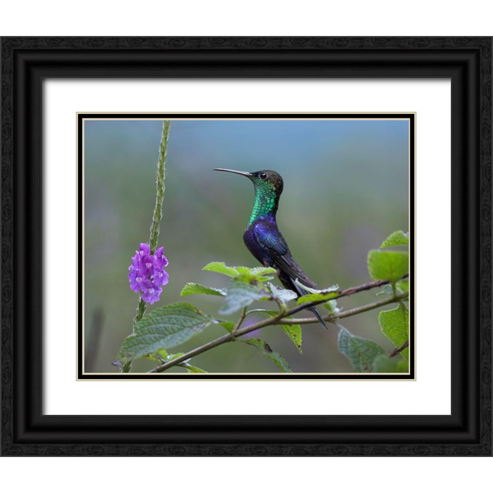 Fitzharris, Tim 32x26 Black Ornate Wood Framed with Double Matting ...