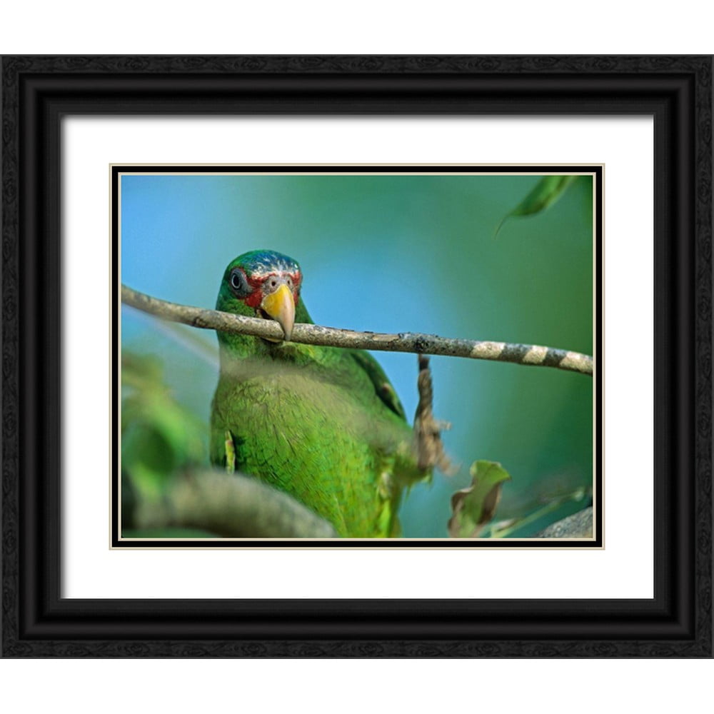 Fitzharris, Tim 32x26 Black Ornate Wood Framed with Double Matting ...