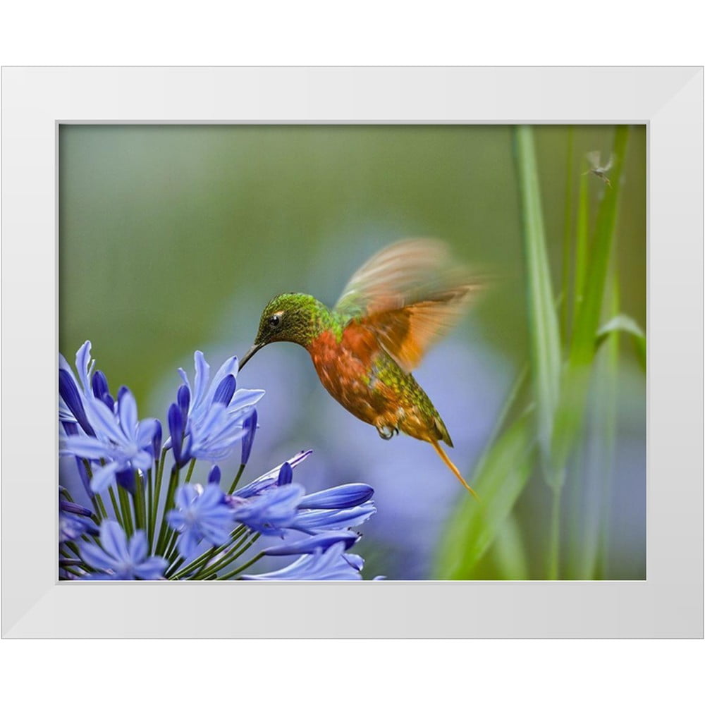 Fitzharris, Tim 32x26 White Modern Wood Framed Museum Art Print Titled ...