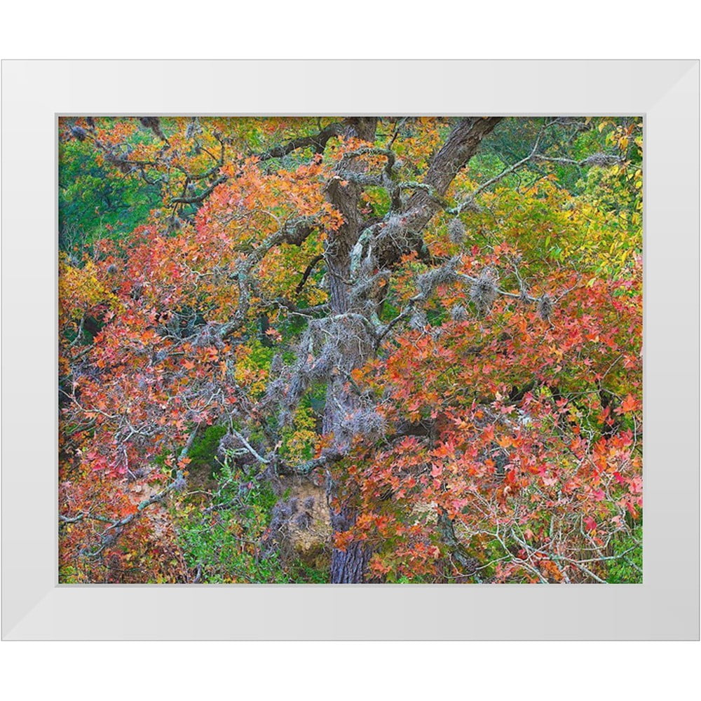 Fitzharris, Tim 32x26 White Modern Wood Framed Museum Art Print Titled ...