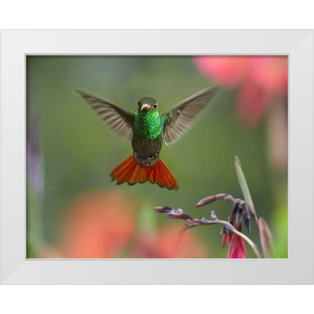 Fitzharris, Tim 32x26 White Modern Wood Framed Museum Art Print Titled ...