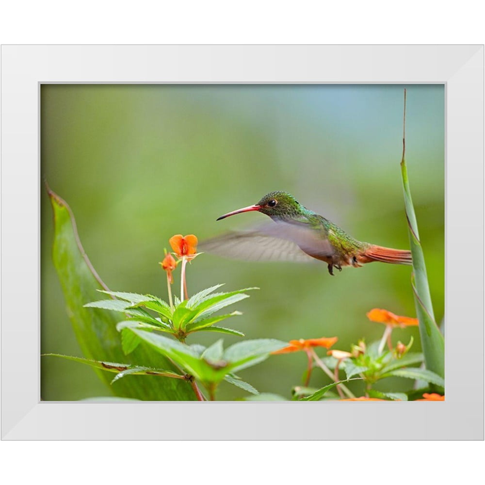 Fitzharris, Tim 32x26 White Modern Wood Framed Museum Art Print Titled ...