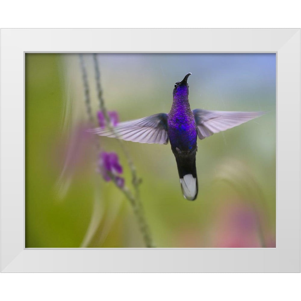 Fitzharris, Tim 32x26 White Modern Wood Framed Museum Art Print Titled ...