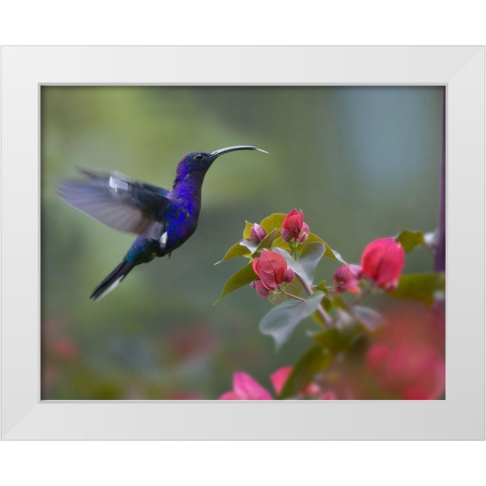 Fitzharris, Tim 32x26 White Modern Wood Framed Museum Art Print Titled ...