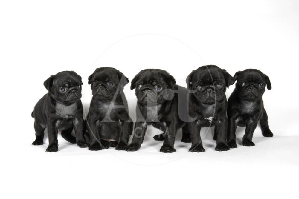 Five Black Pug Puppies 6 Weeks Old, Animals Unframed Photographic Print ...