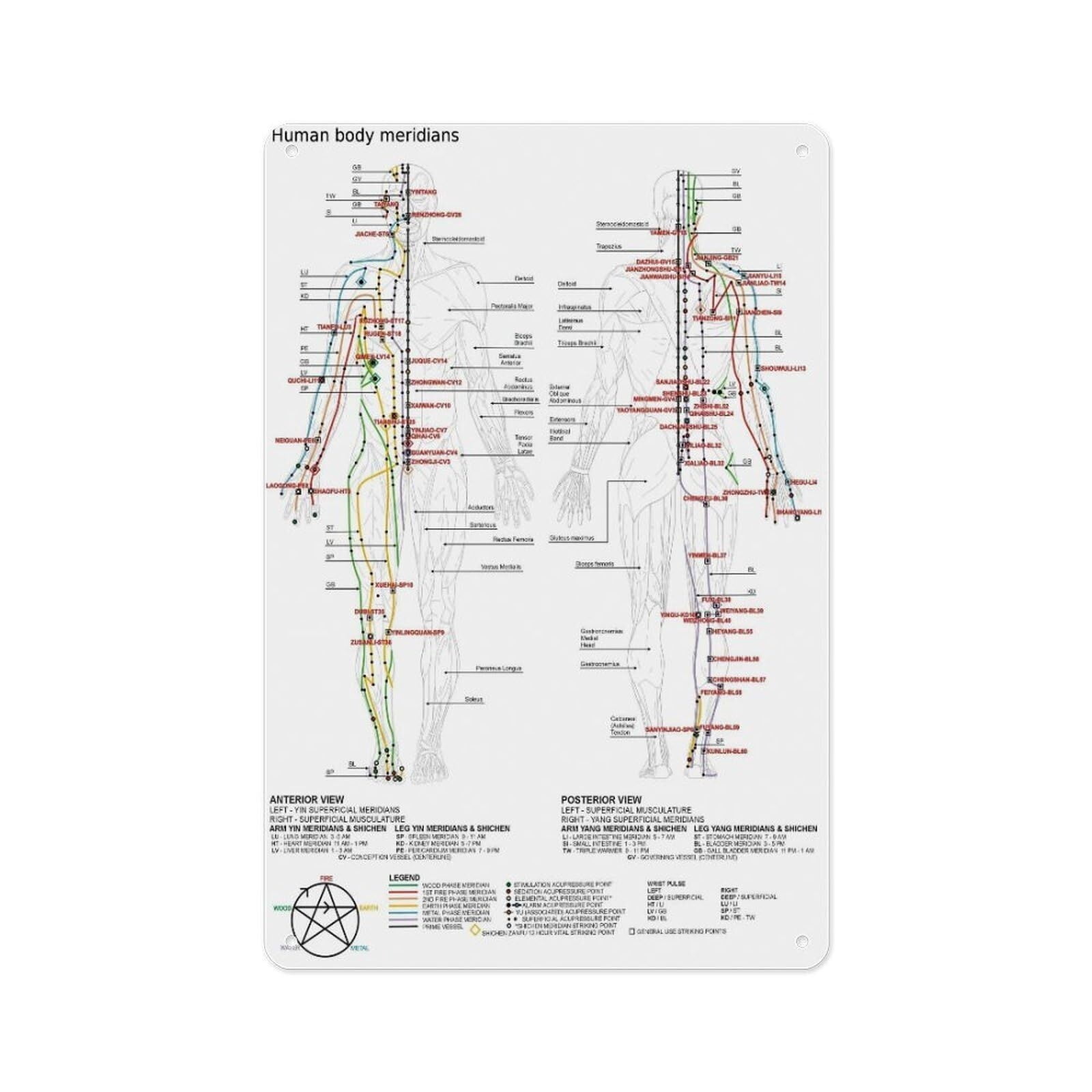 Five Elements Theory Chinese Meridian Chart Acupuncture Poster ...