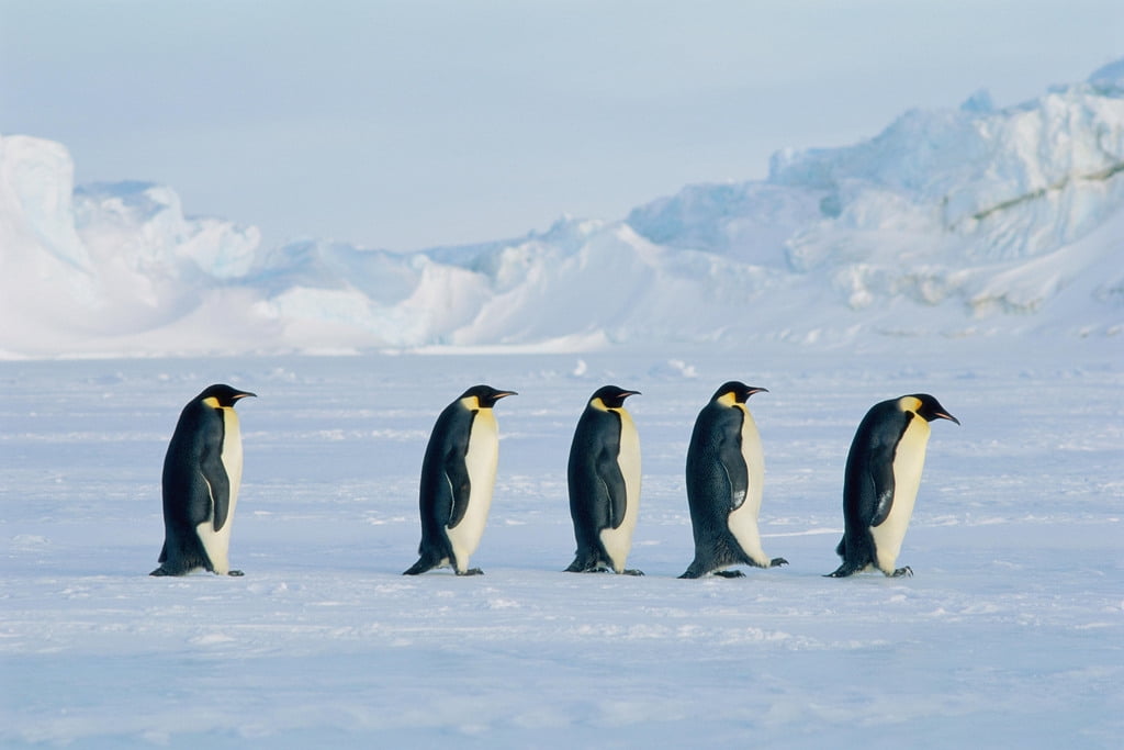 Five Emperor Penguins On The Move Photo Penguin Poster Penguin Home ...