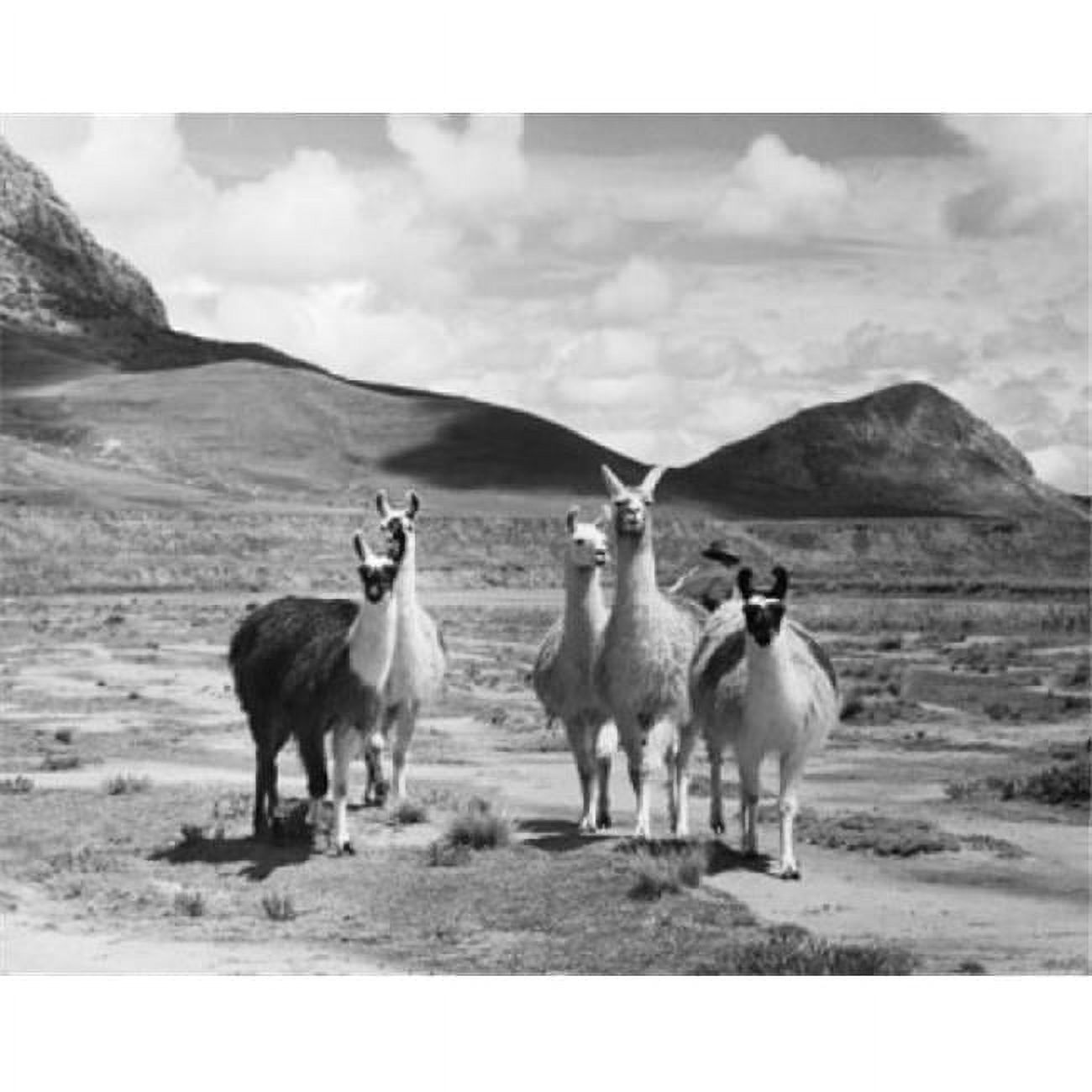 Five Llamas Standing in A Field Peru, Lama Glama Poster Print, 18 x 24 ...