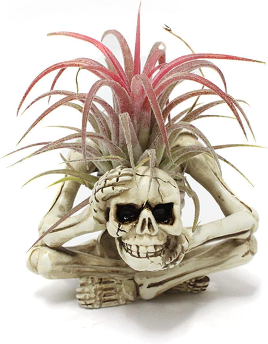 Fivean Resin Air Plant Holders,Tilandsia Container,Gothic Skeleton ...
