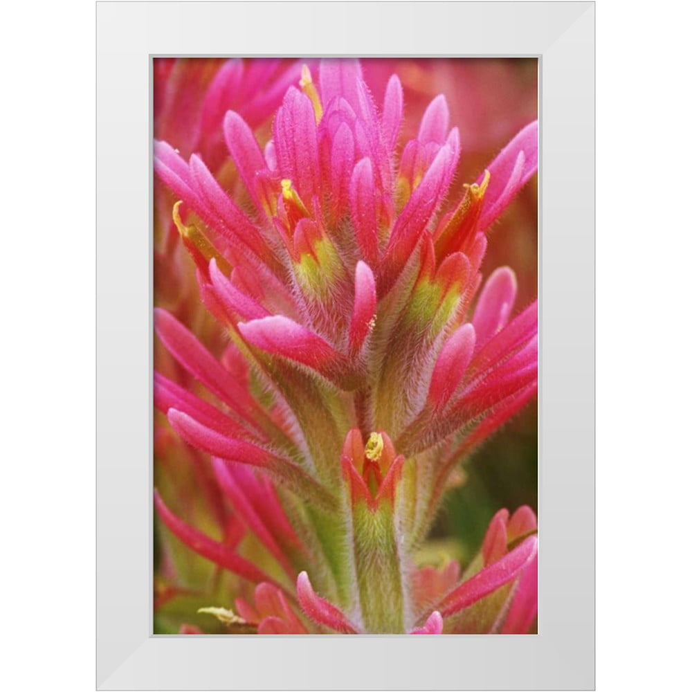 Flaherty, Dennis 11x14 White Modern Wood Framed Museum Art Print Titled - CA, Indian paintbrush ...