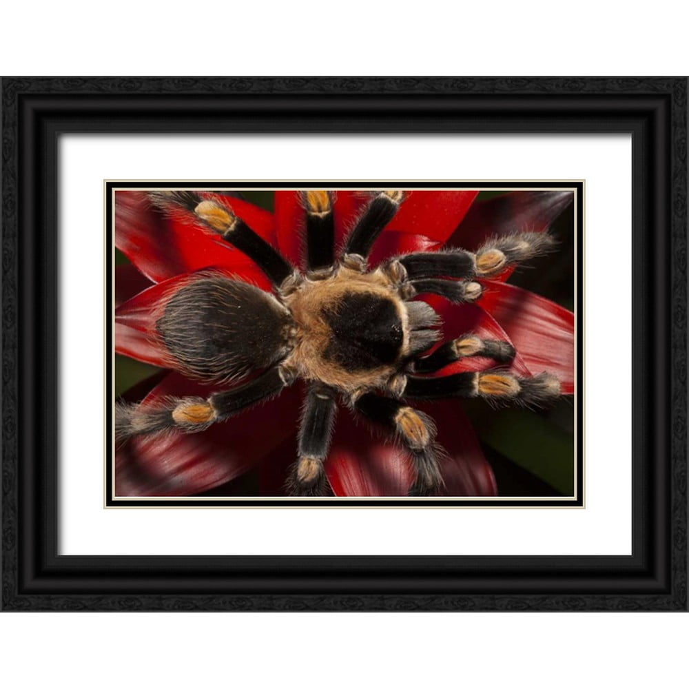 Flaherty, Dennis 18x13 Black Ornate Wood Framed with Double Matting ...