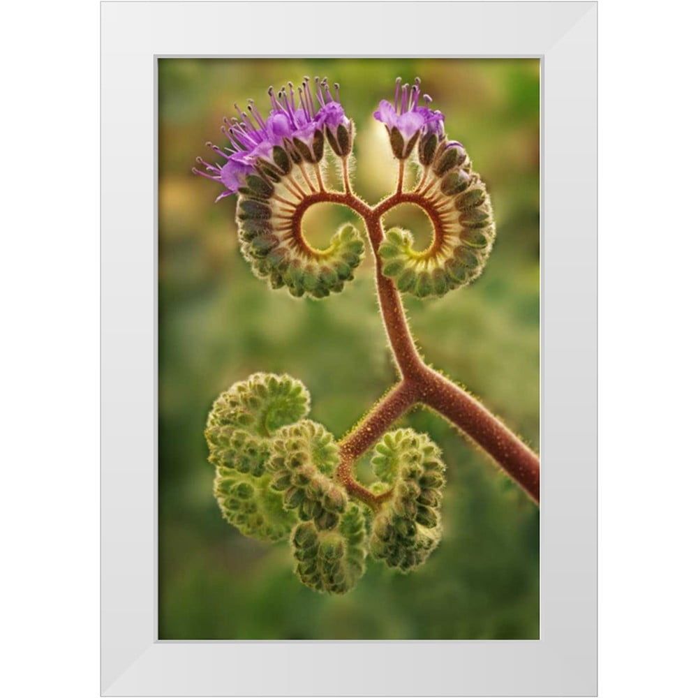 Flaherty, Dennis 22x32 White Modern Wood Framed Museum Art Print Titled ...