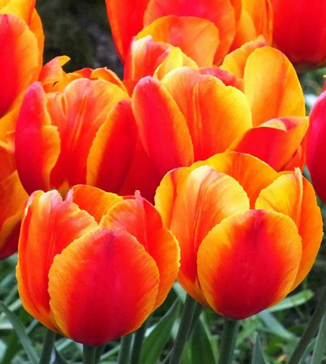 Flair Single Early Tulip 8 Bulbs - 12/+ cm Bulbs - Walmart.com