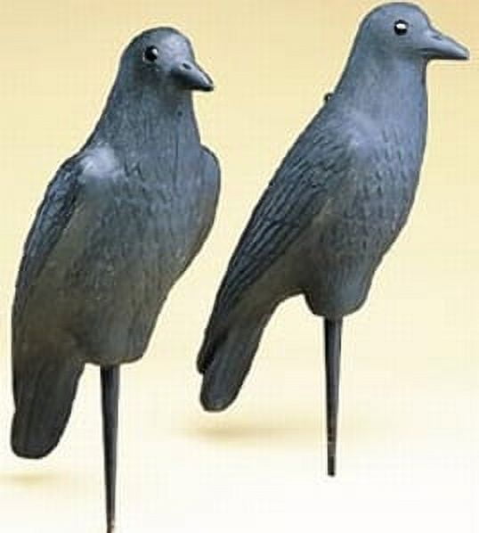 Flambeau Life-like Hard Body Crow Decoy, 12 Pack - Walmart.com