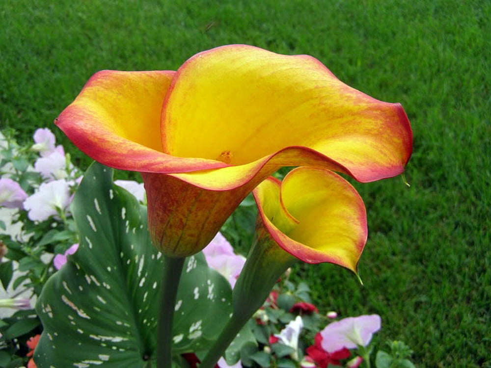 Flame Calla Lily Bulb 14/16cm Bulb - Grow Indoors or Out - Walmart.com