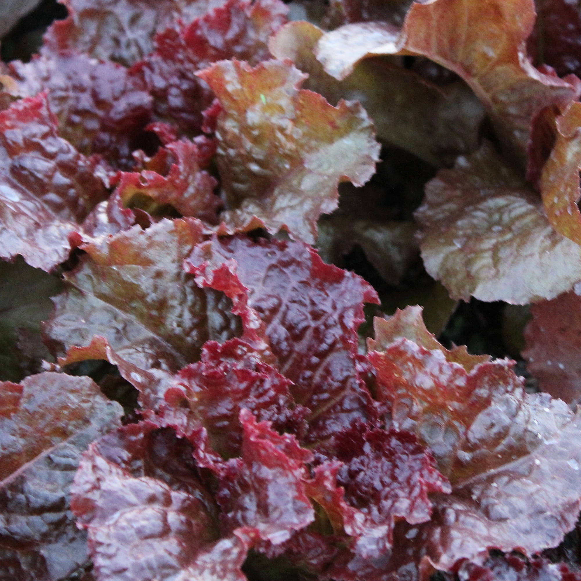 Flame Leaf Lettuce Seeds - 1 g Packet ~850 Seeds - Non-GMO, Heirloom ...