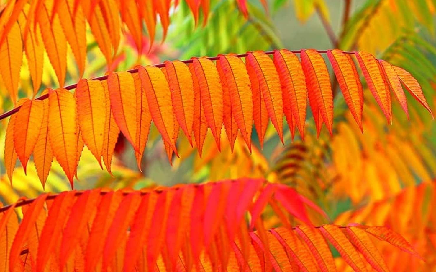 Flameleaf Sumac Tree Seeds - 30 Perennial Seeds - Vibrant Fall Foliage ...