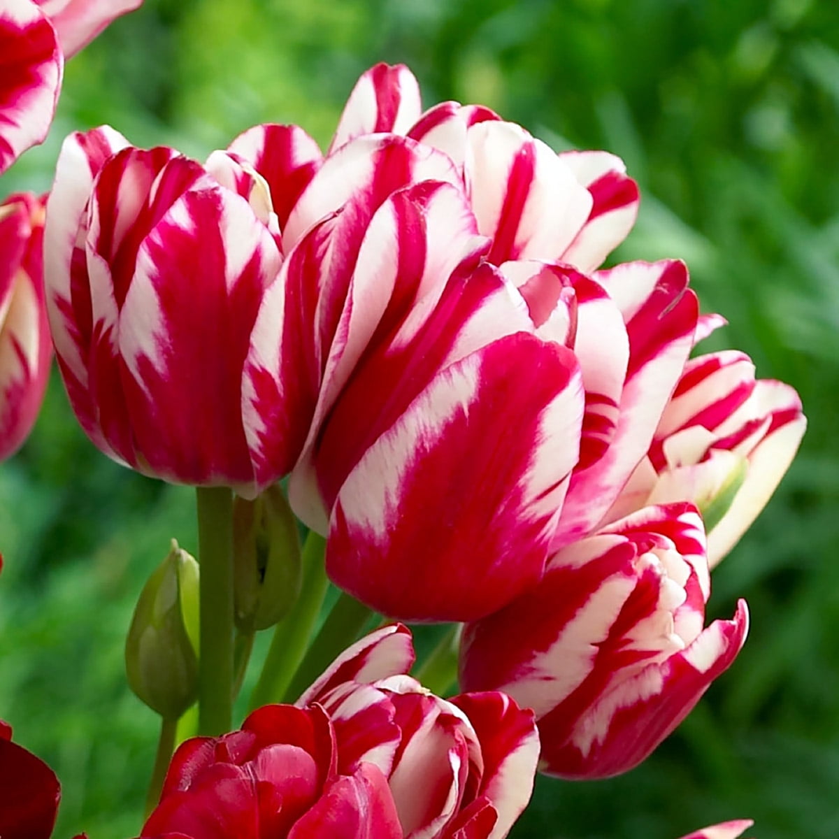 Flaming Club Bouquet Tulip 6 Bulbs - 12/+ cm Bulbs - Walmart.com